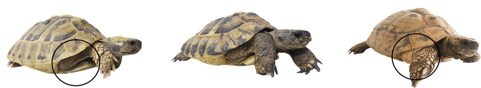 Better Healthcare for Hermann’s Tortoises: How a New Body Condition ...