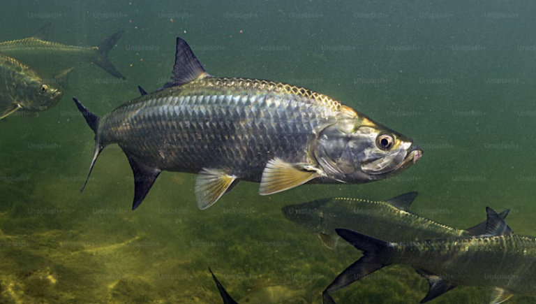 Freshwater vs Saltwater: A Tale of Two Waters - This Week in Science