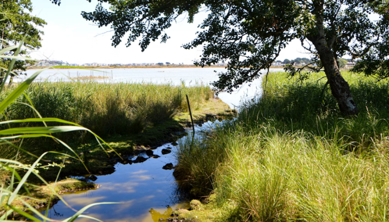 Freshwater vs Saltwater: A Tale of Two Waters - This Week in Science